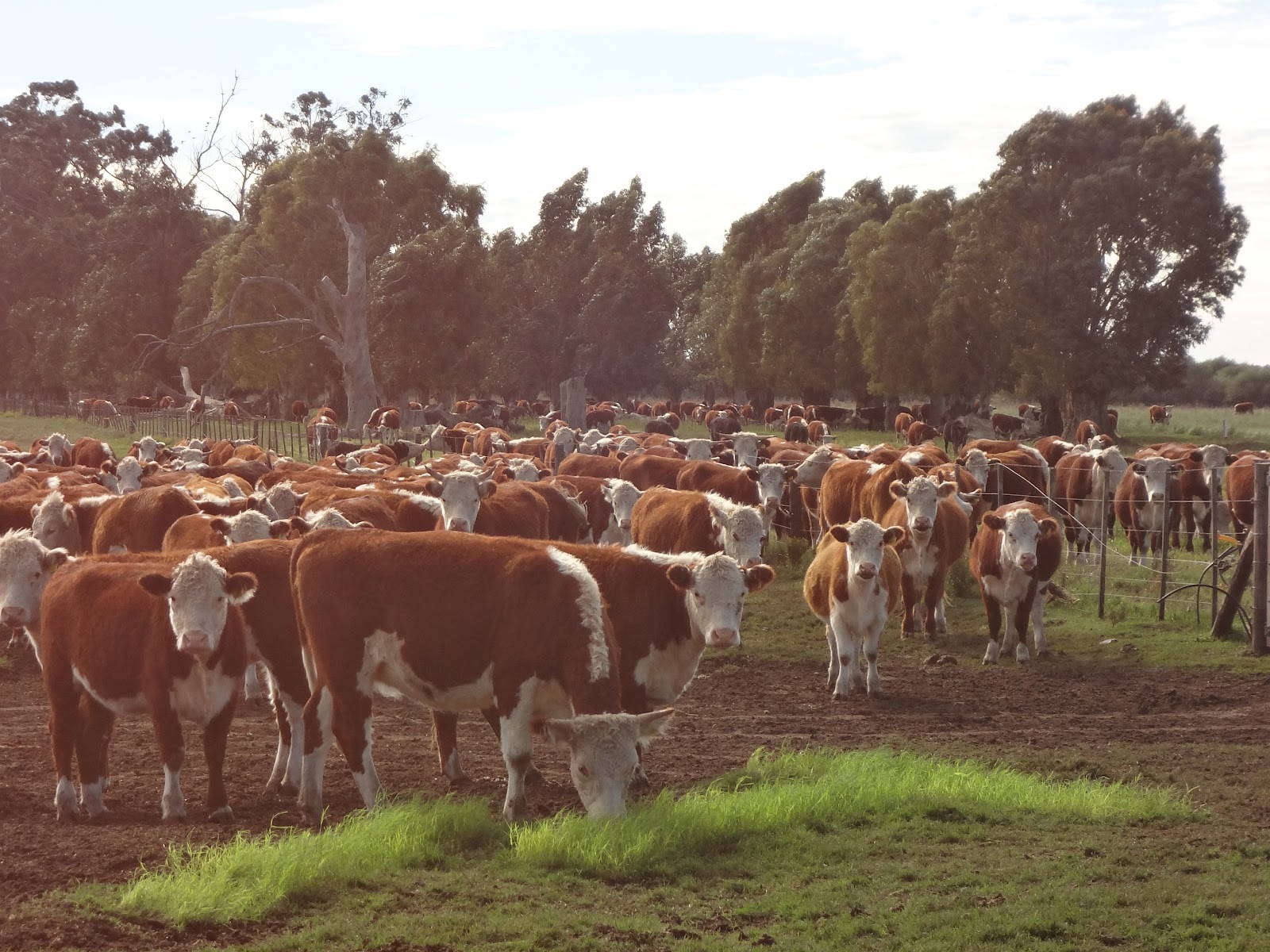 The ruminant goes mob grazing: Buenos Dias Buenos Aires